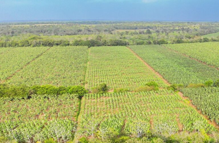 Fyffes Norte América | Uniban